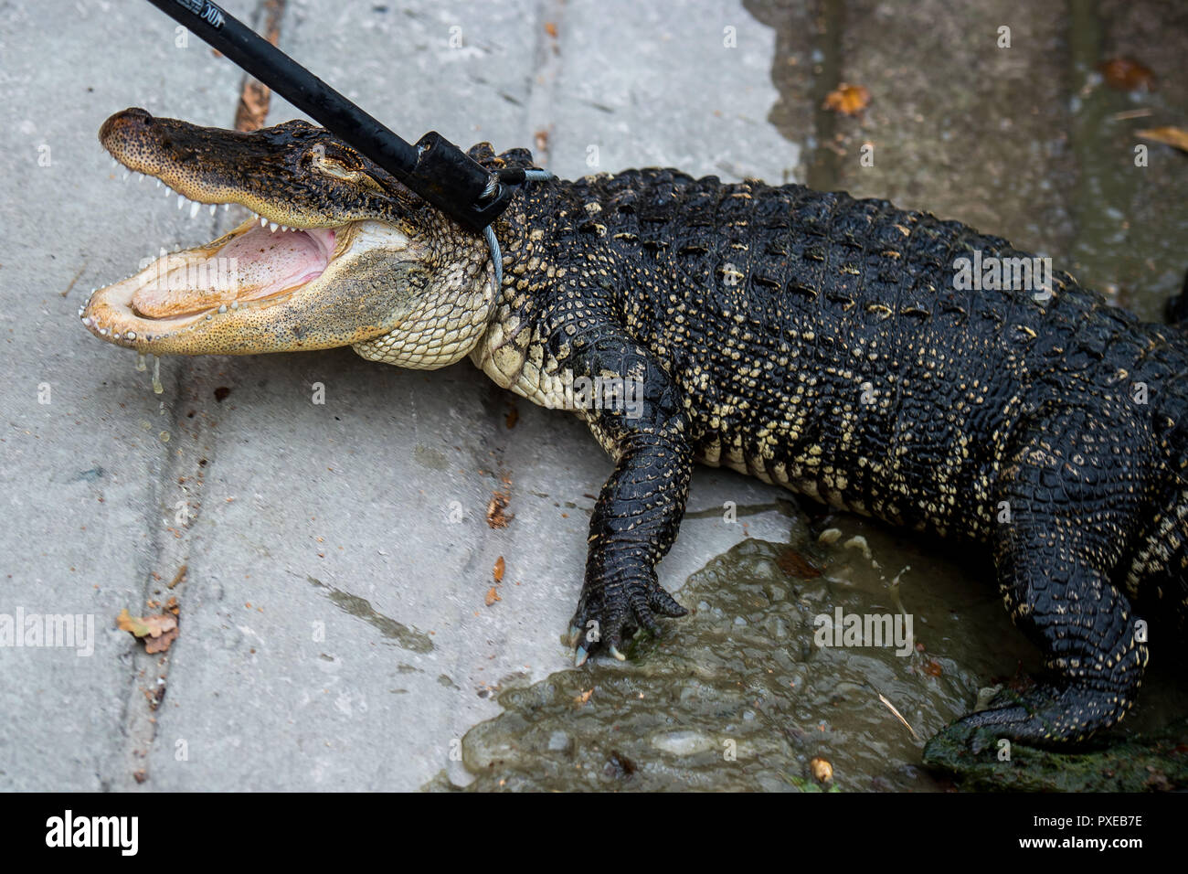 Female american alligator hi-res stock photography and images - Alamy