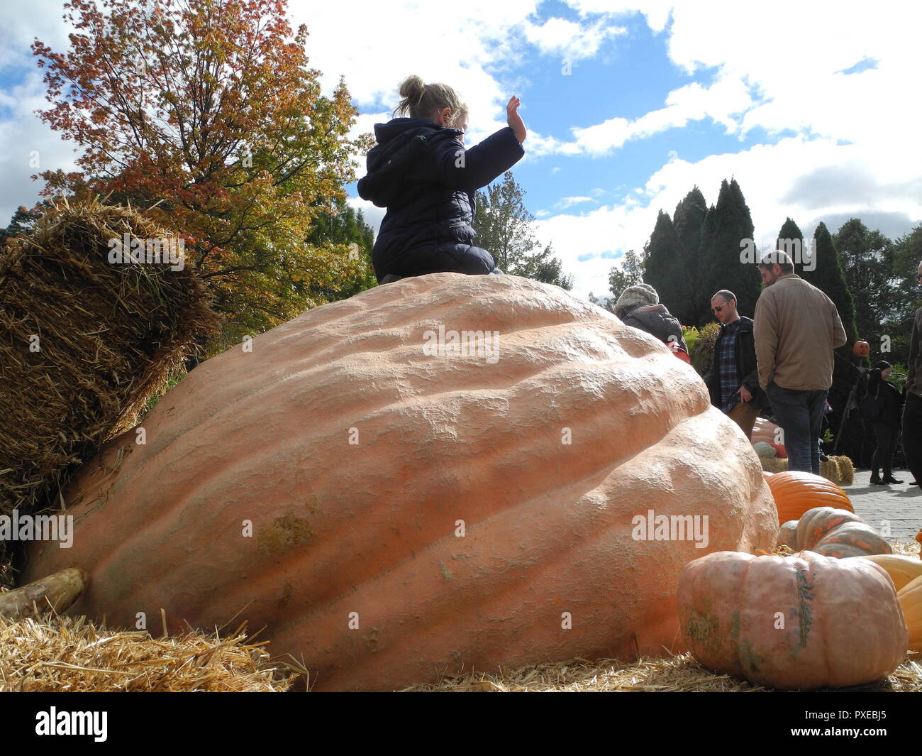 Giant pumpkins in the botanical garden hi-res stock photography and ...