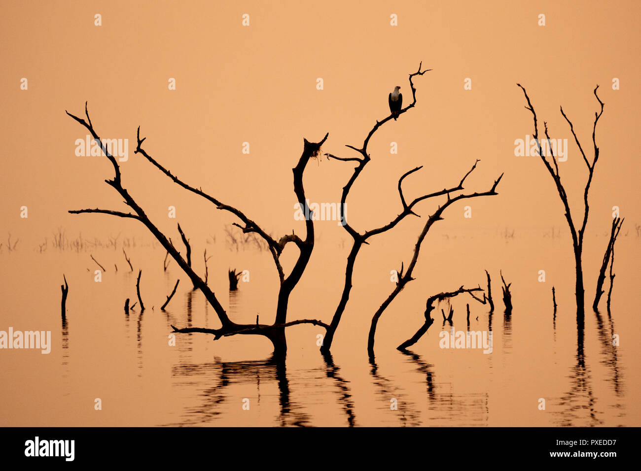Sunset on Lake Kariba, Zimbabwe Stock Photo - Alamy