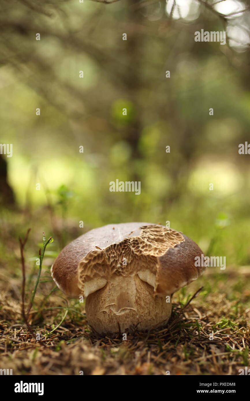 Boletus edulis edible mushroom in the forest in autumn Stock Photo - Alamy