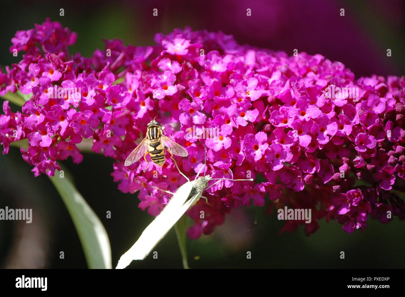 Butterfly, Bee and Buddleia Stock Photo - Alamy