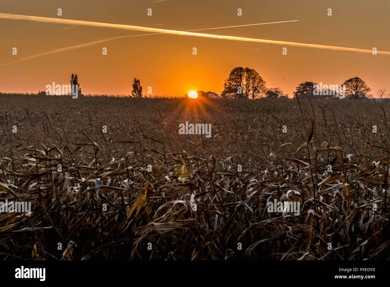 Sunrise over a corn field with flight trails in the sky Stock Photo - Alamy