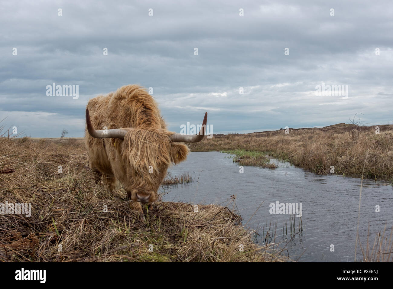 Scottish Highland cow in the Dunes of Texel, Tuesday 28 February 2017 ...