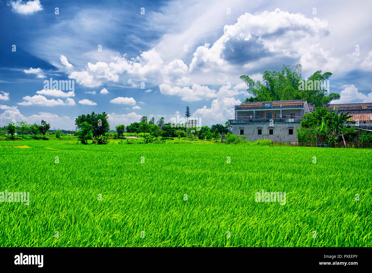 Chinese paddy fields green hi-res stock photography and images - Alamy