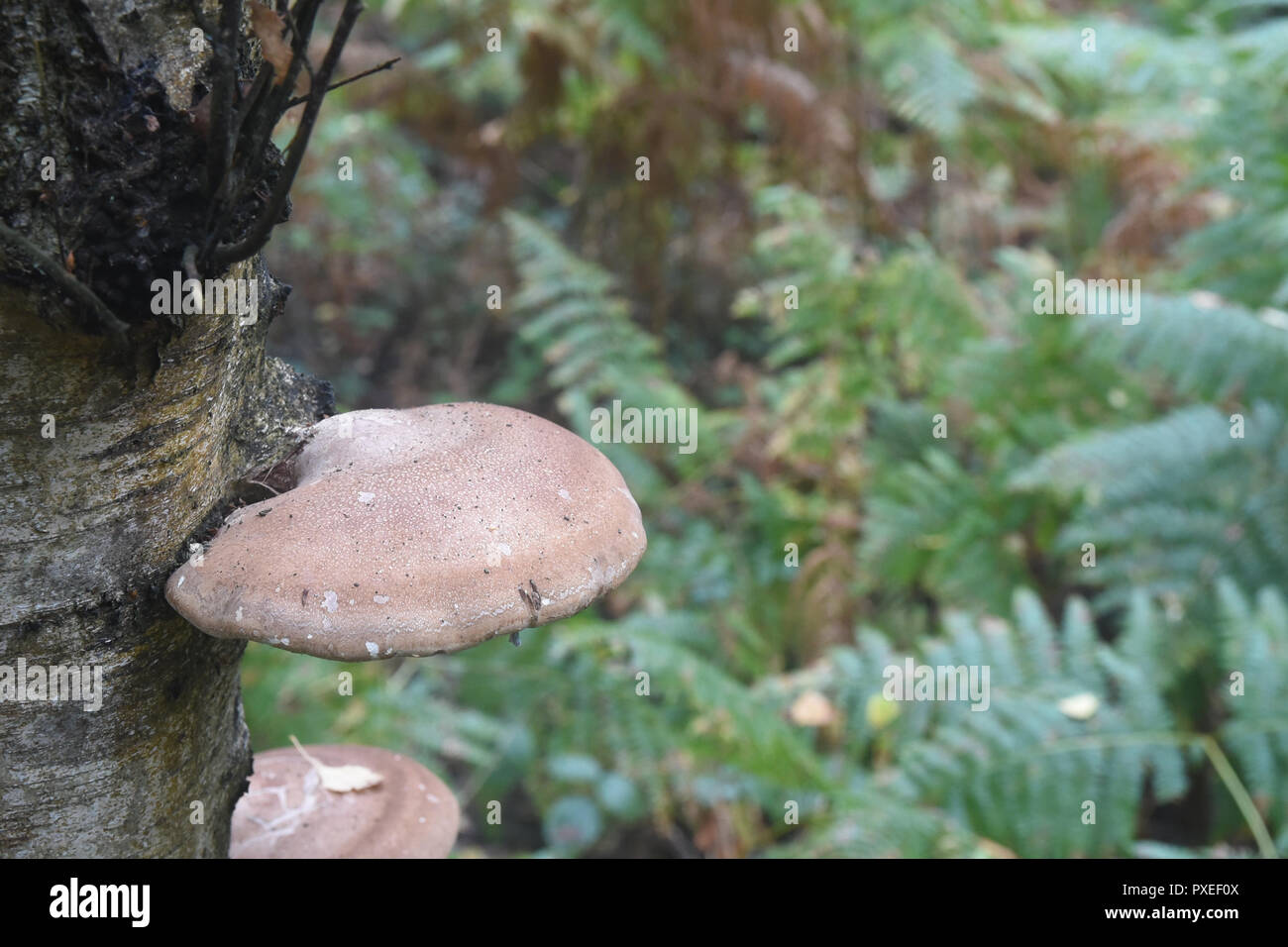 Bracket fungi on a Silver Birch tree in the woods. Autumn, hoof fungus ...