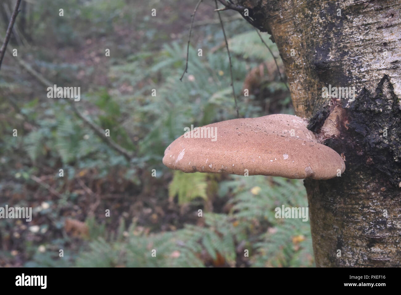 Bracket fungi on a Silver Birch tree in the woods. Autumn, hoof fungus ...