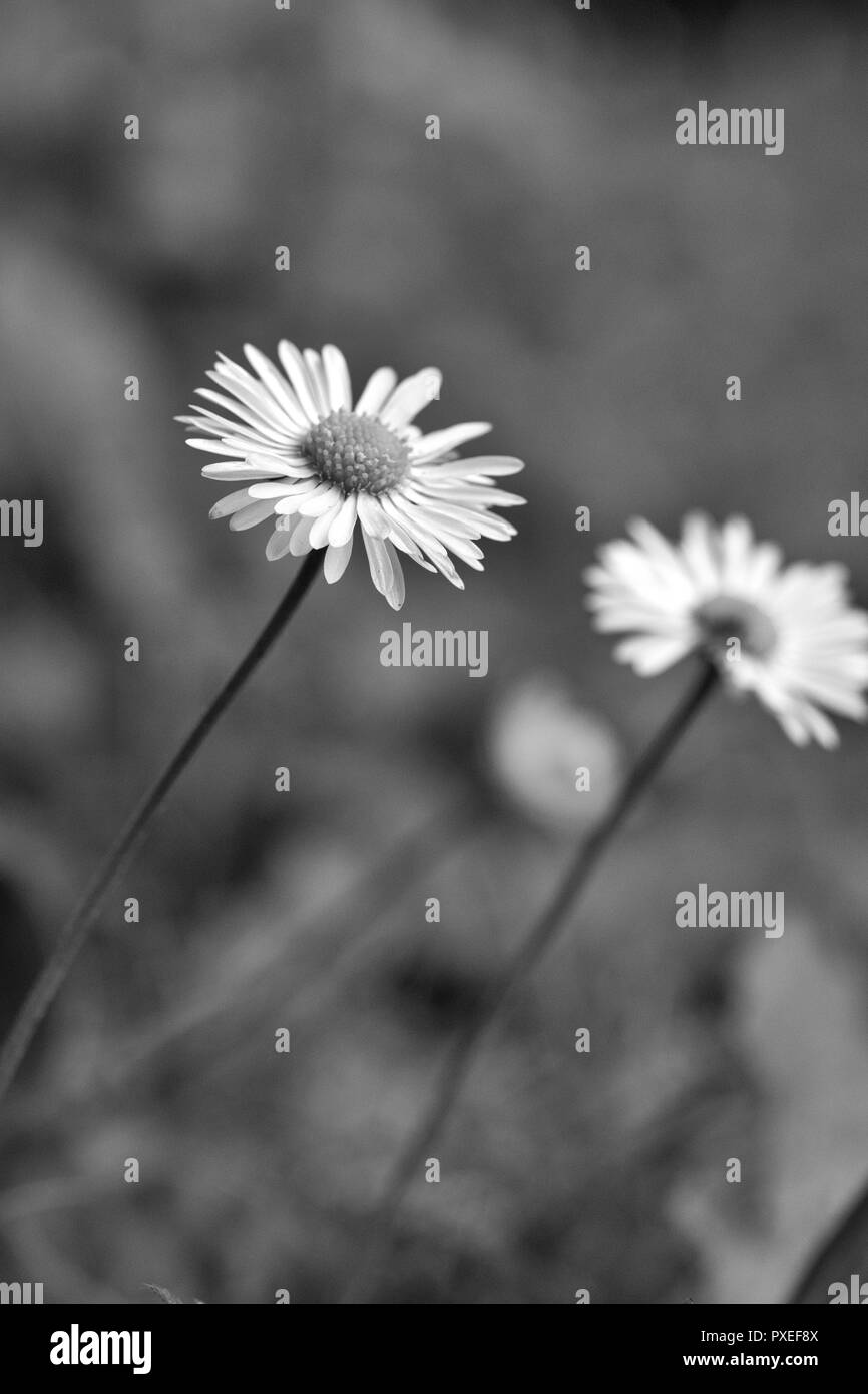Daisy photo Black and White Stock Photos & Images - Alamy