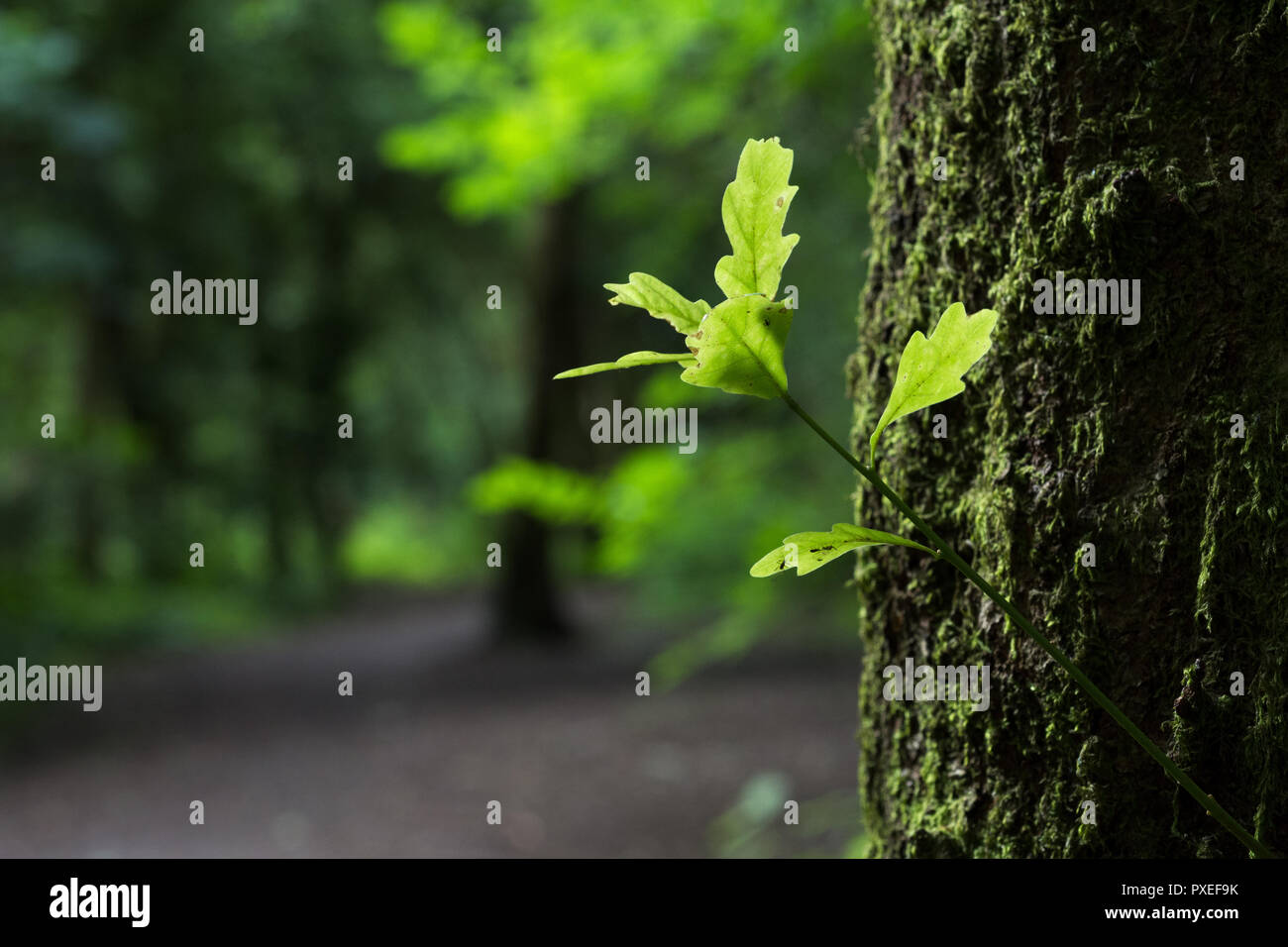 new growth from a tree Stock Photo - Alamy