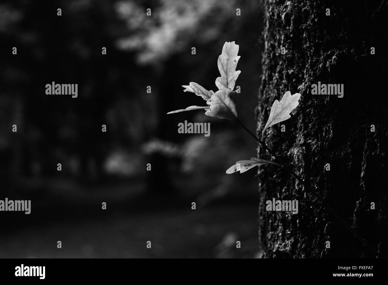 Budding maple tree Black and White Stock Photos & Images - Alamy