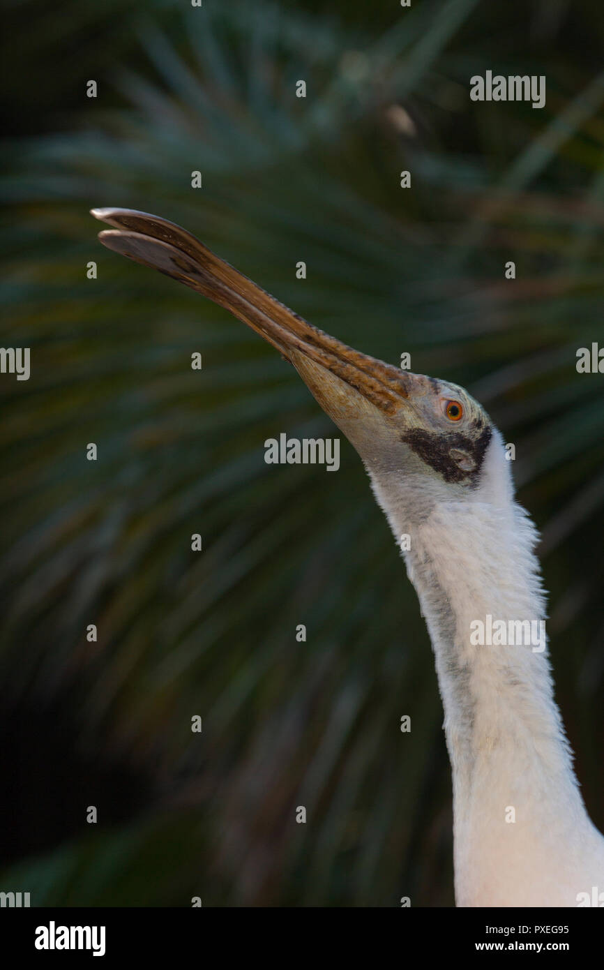 Roseate spoonbill face hi-res stock photography and images - Alamy