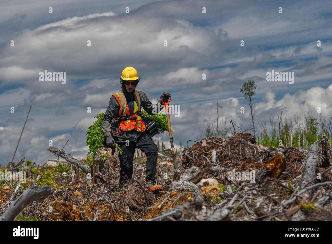Tree planters are essentials for the modern forestry. Their work is ...