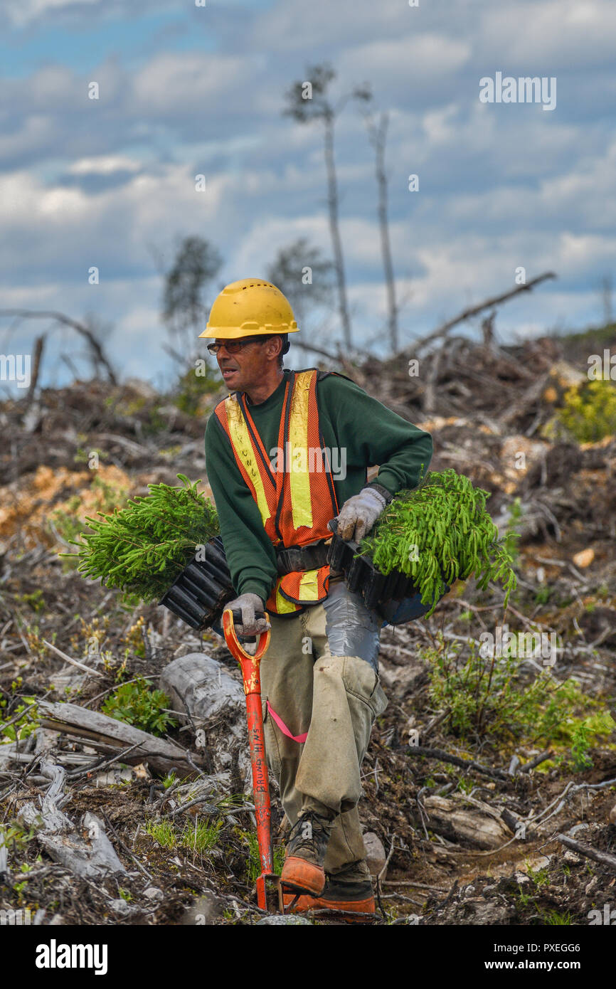 Forestry Worker