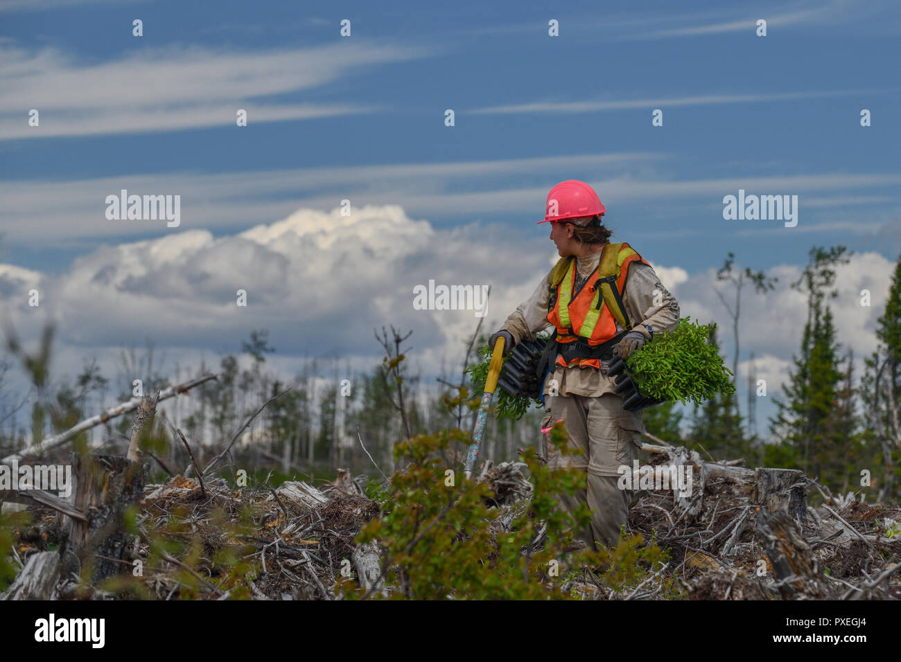 Tree planters are essentials for the modern forestry. Their work is ...