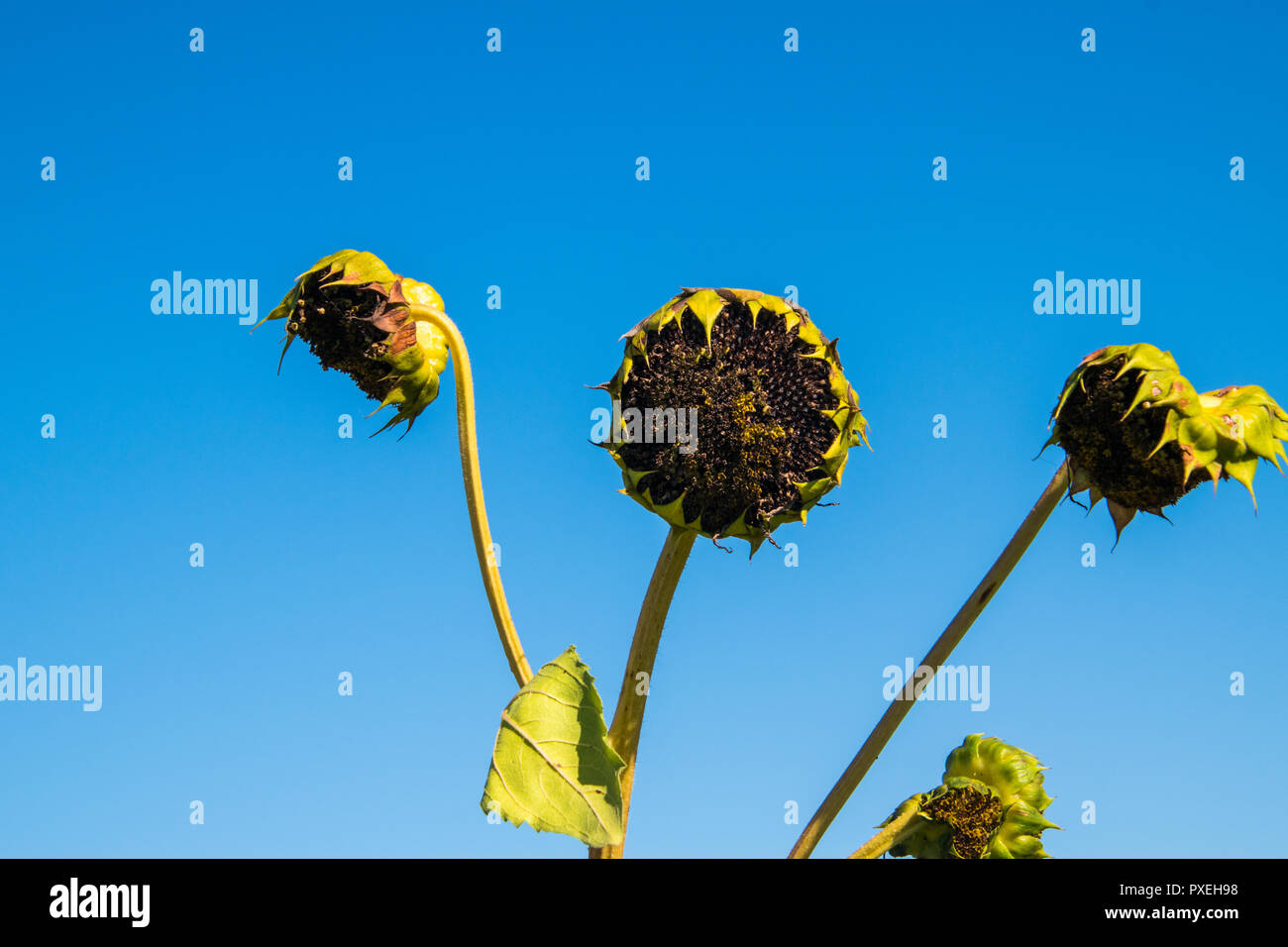 Field of dying sunflowers hi-res stock photography and images - Alamy