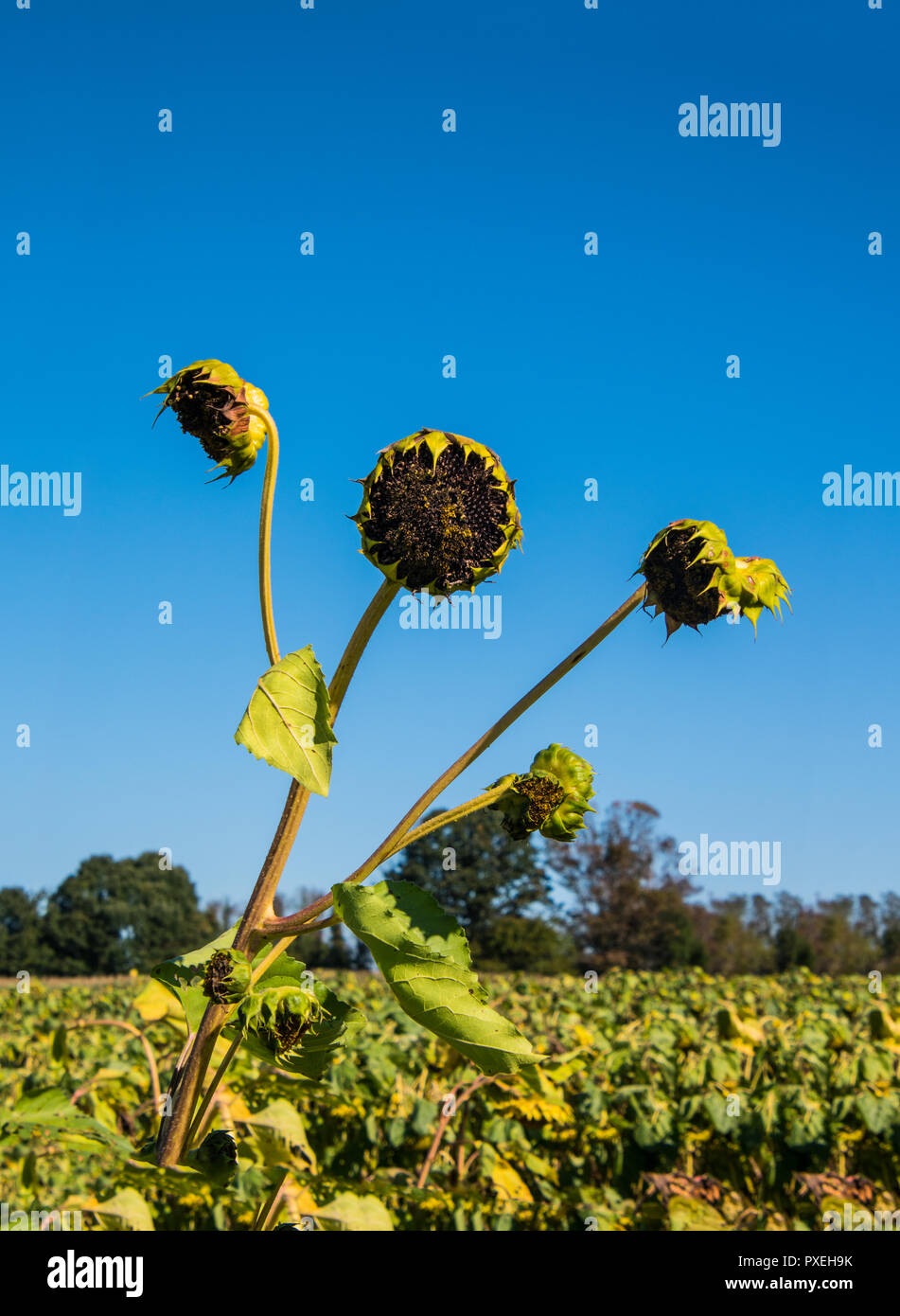 Field of dying sunflowers hi-res stock photography and images - Alamy