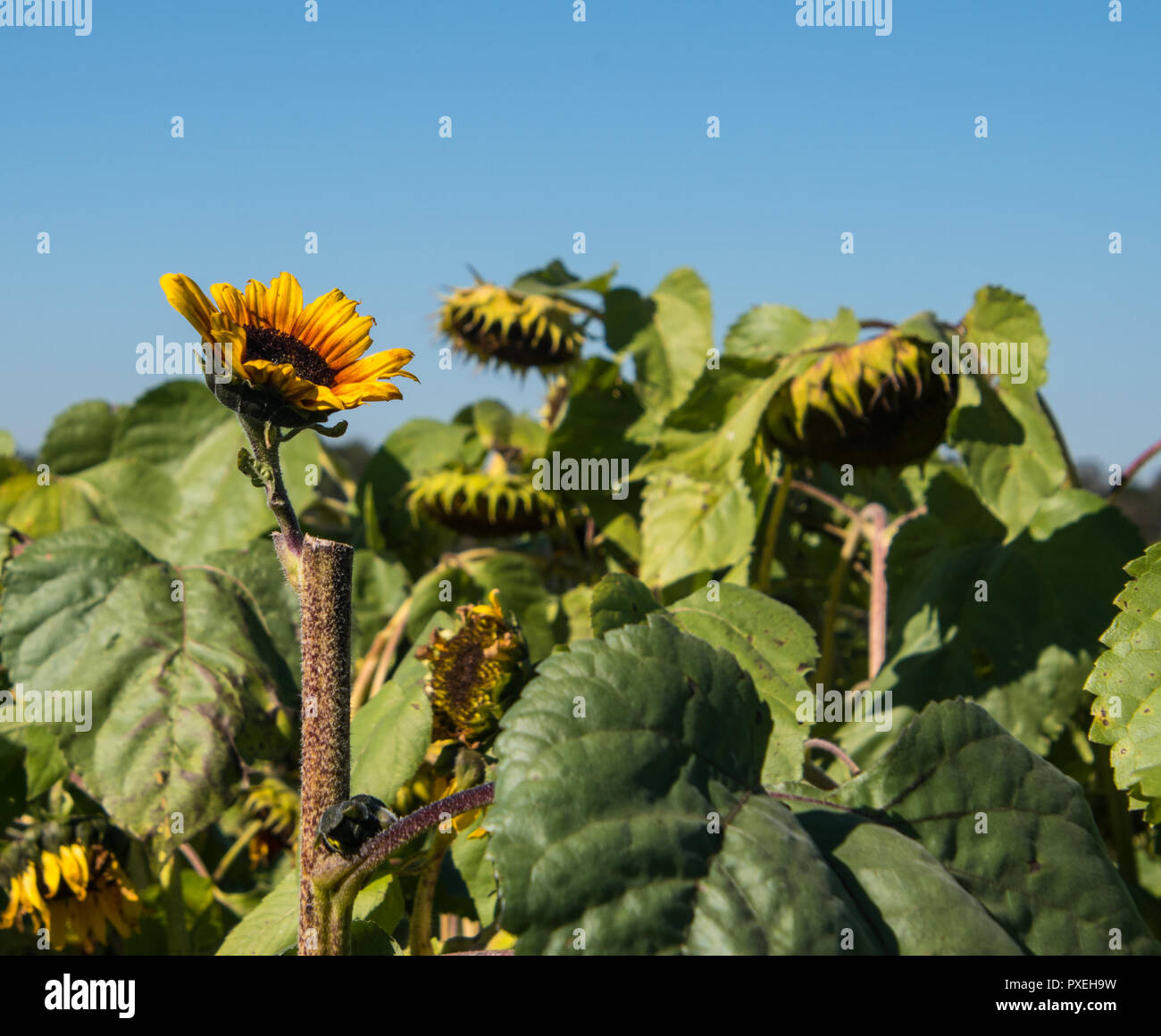 Dead Sunflowers High Resolution Stock Photography and Images - Alamy