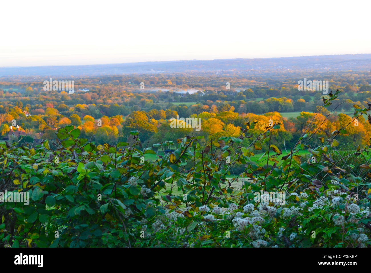 Weald Of Kent Tree High Resolution Stock Photography and Images - Alamy