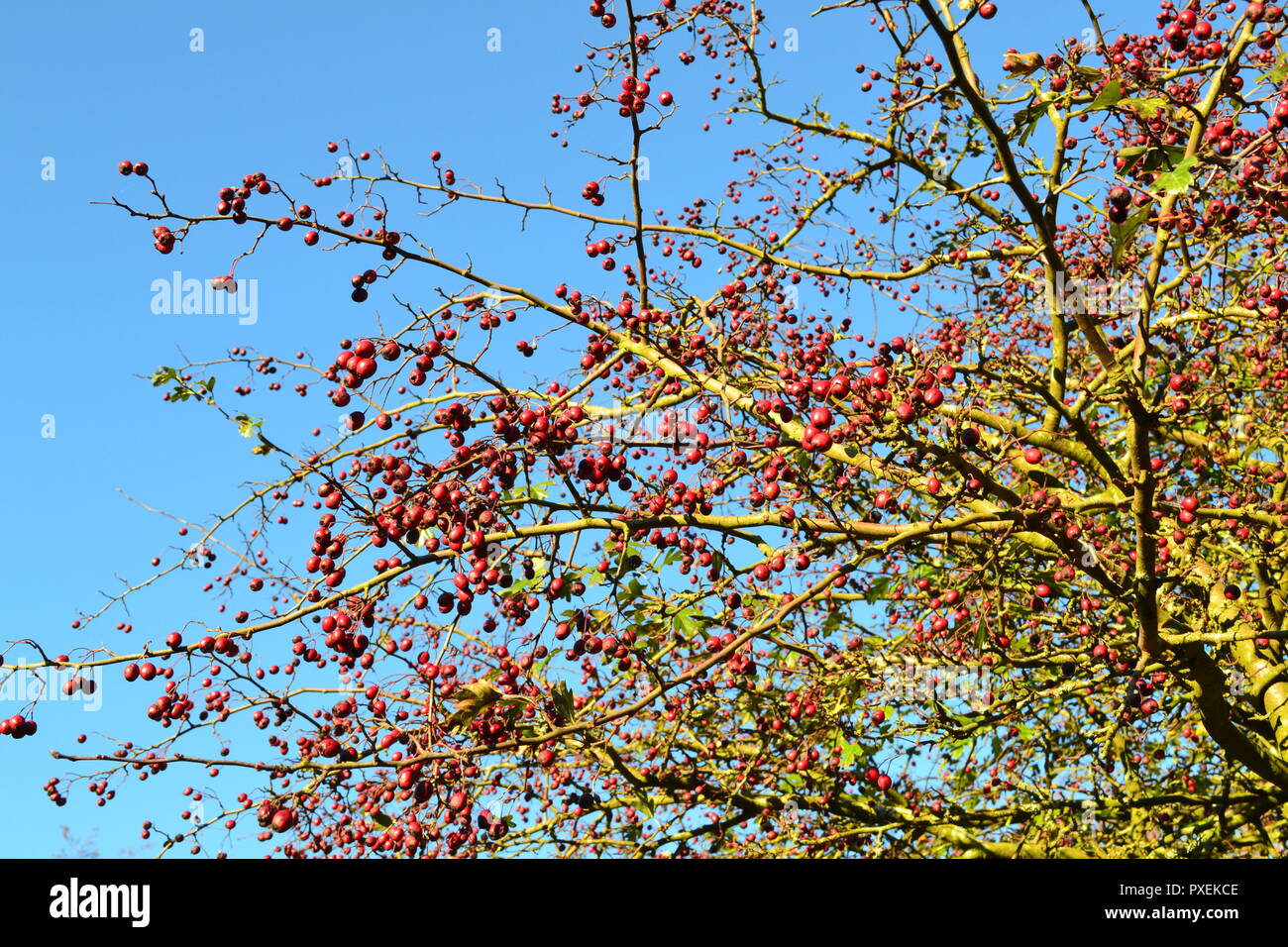 Autumn, mid-October 2018 at Knole, Sevenoaks, Kent, England, UK ...