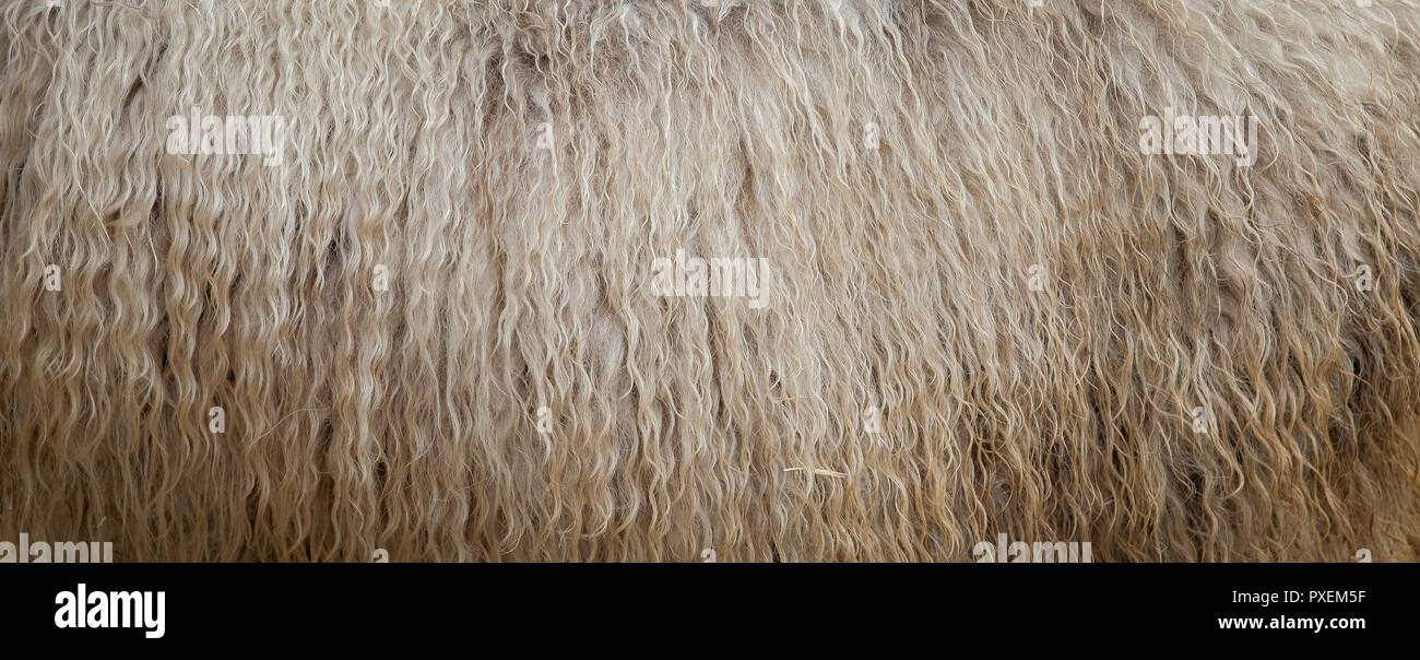 closeup of natural sheep wool Stock Photo - Alamy