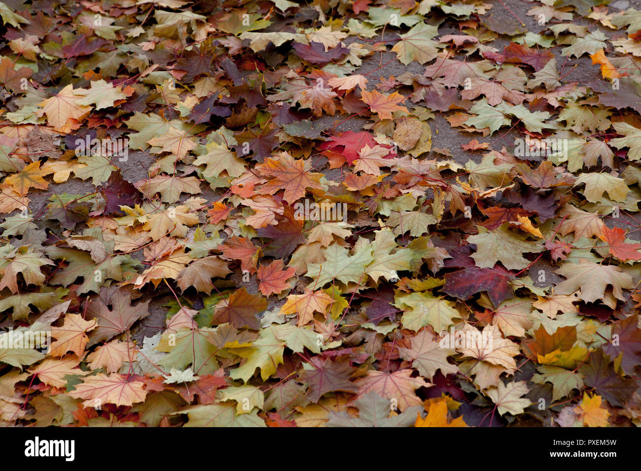 Amazing multicolor background of natural autumn foliage. Colorful ...