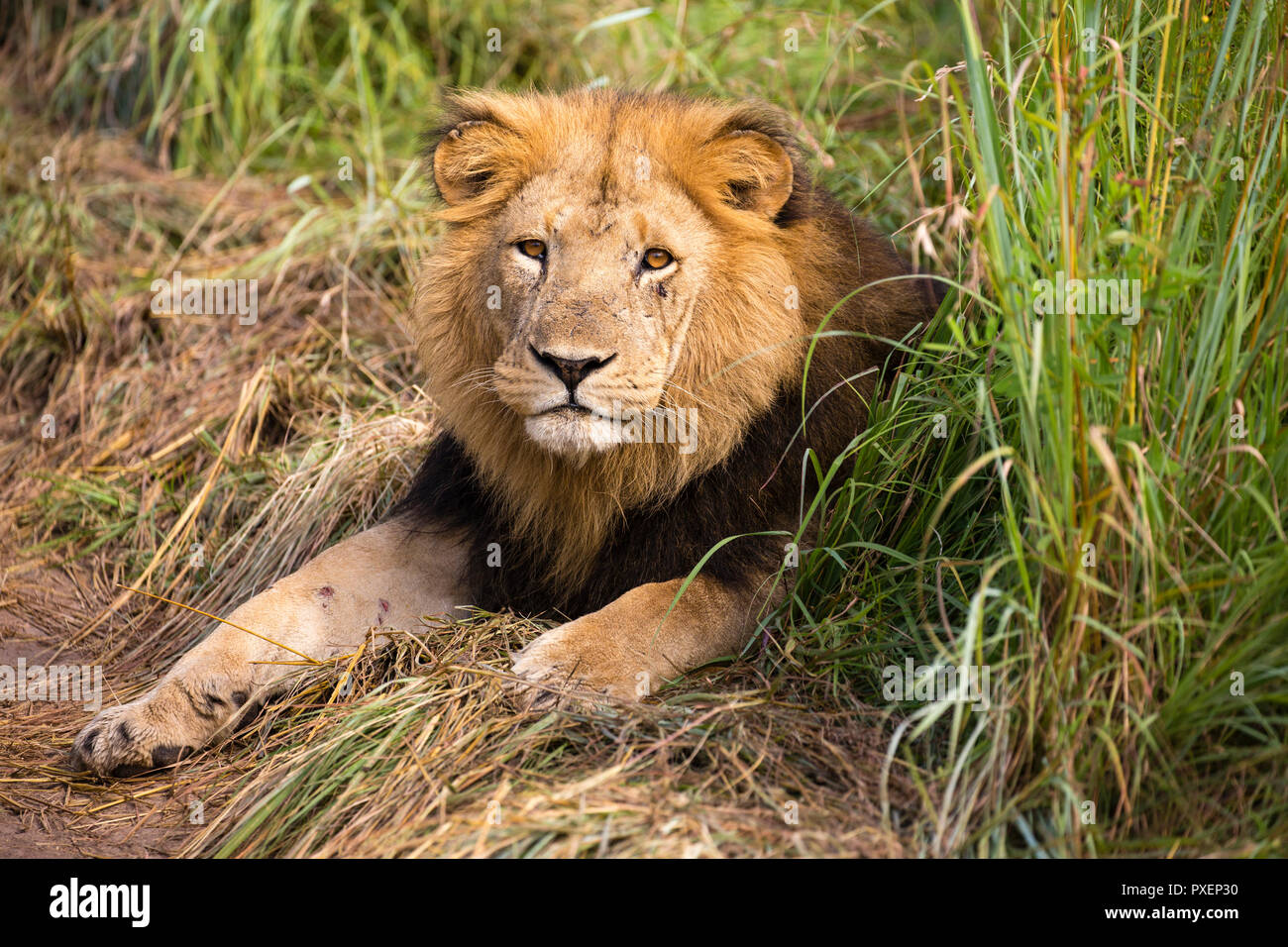 Young male lion of Queen Elizabeth National Park, Uganda Stock Photo ...