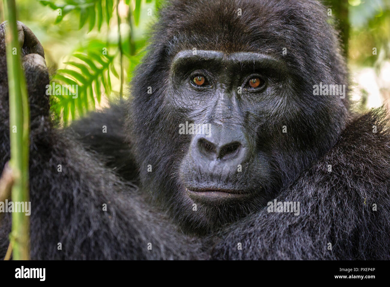 Gorillas hi-res stock photography and images - Alamy
