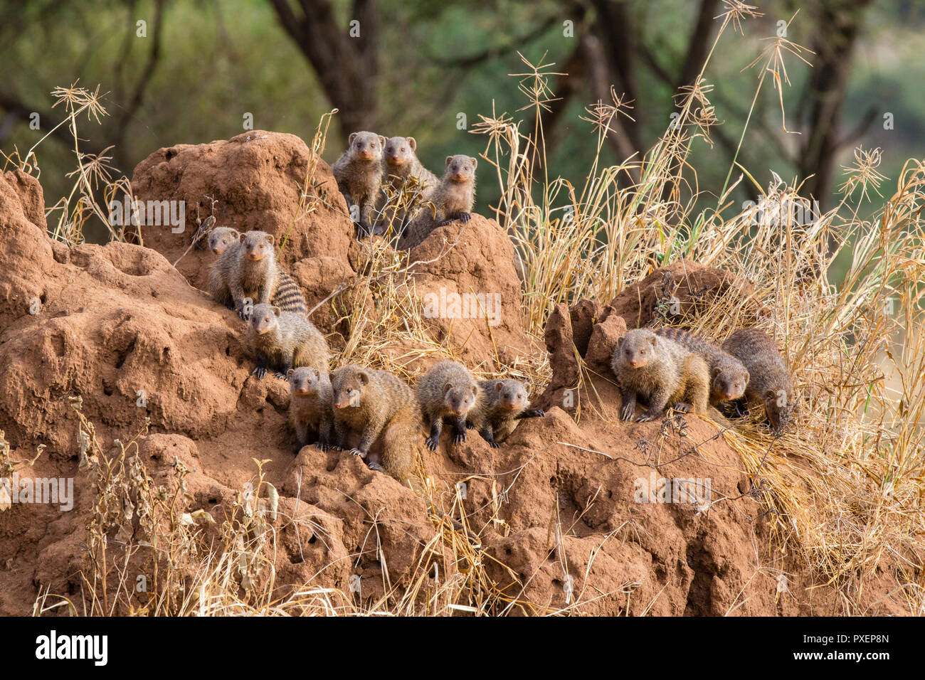 Banded mongoose family hi-res stock photography and images - Alamy