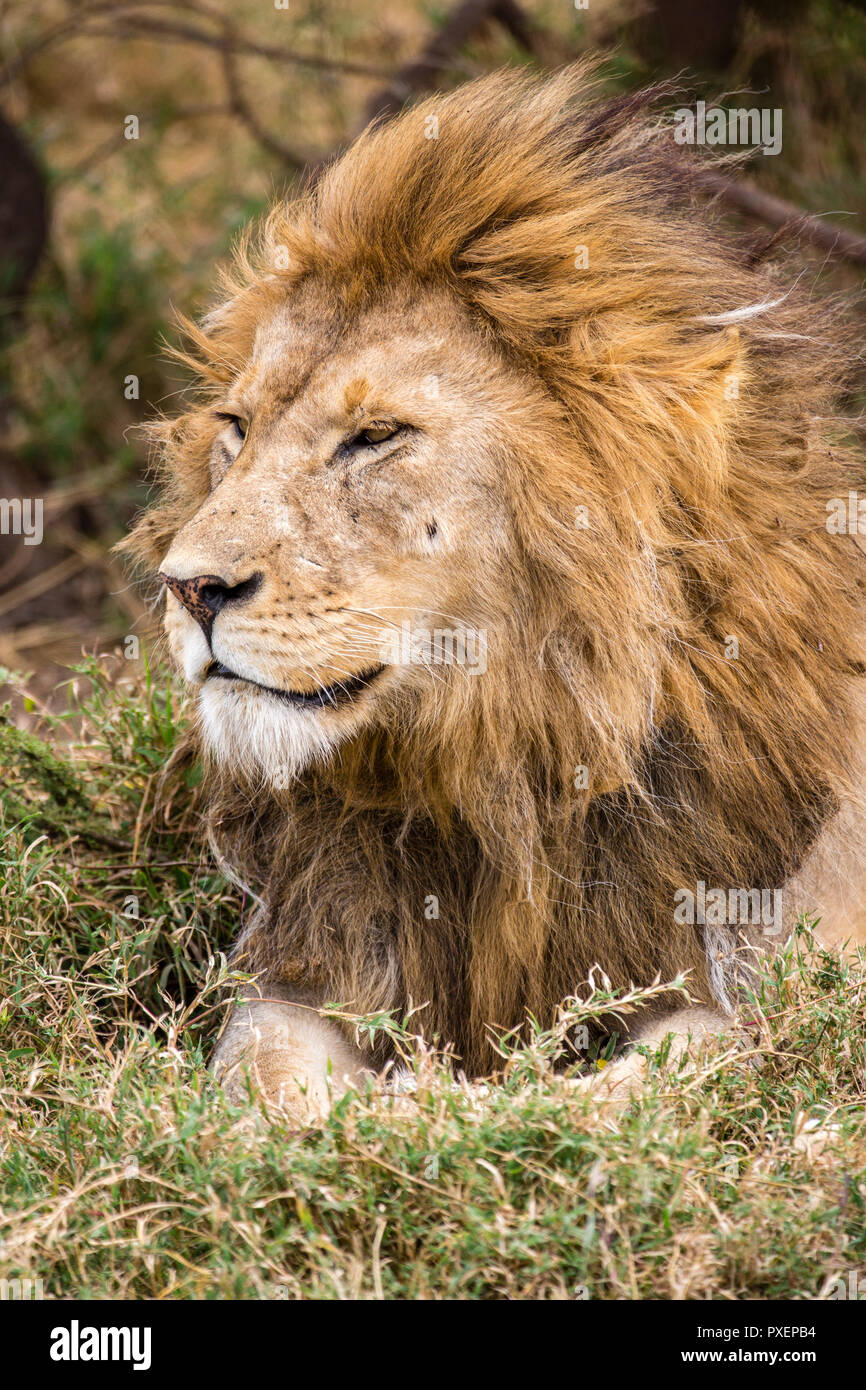 Male and female lion breeding hi-res stock photography and images - Alamy