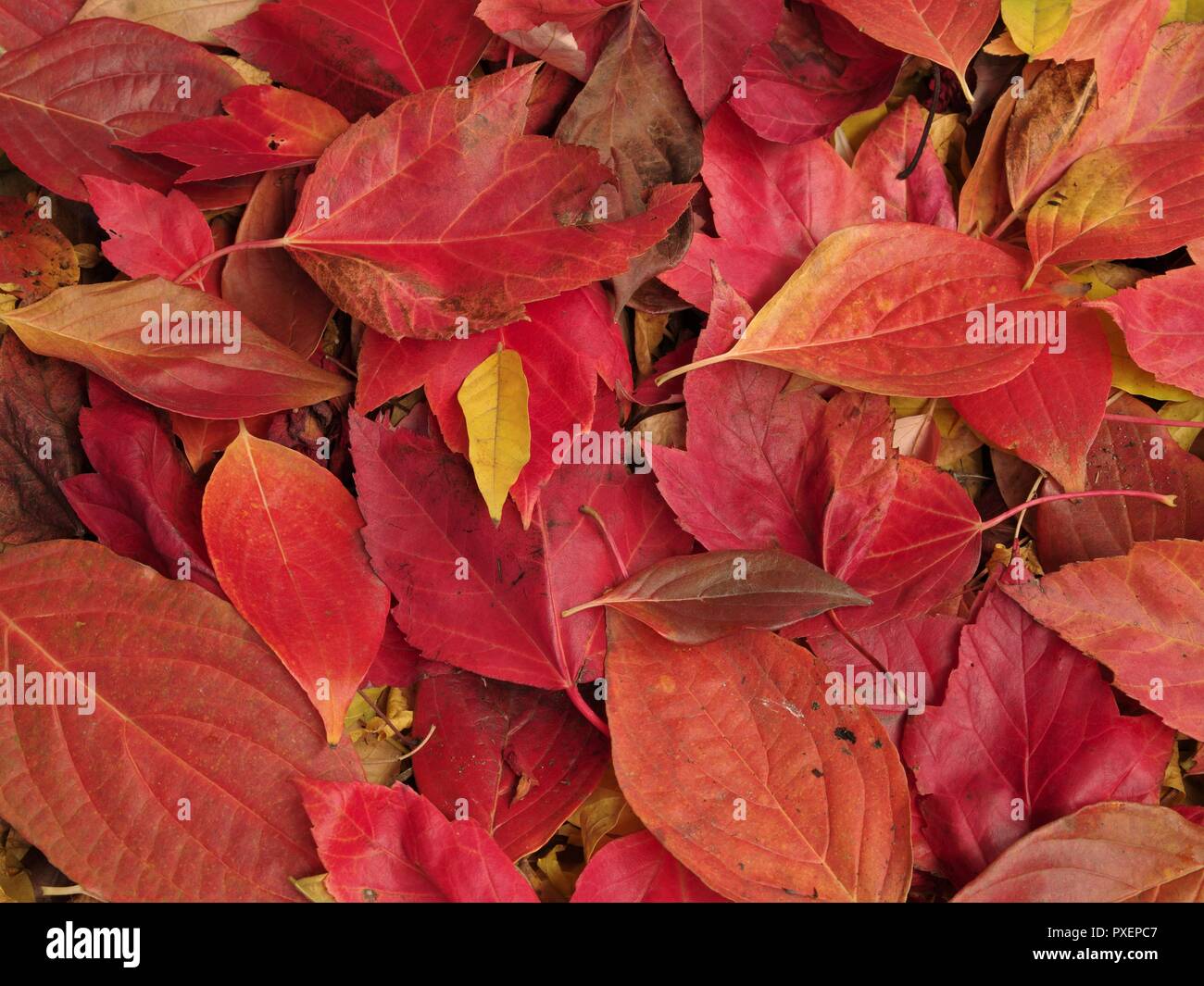 Fall Leaves, Red & Yellow, Brian Martin RMSF, Large File Size Stock ...