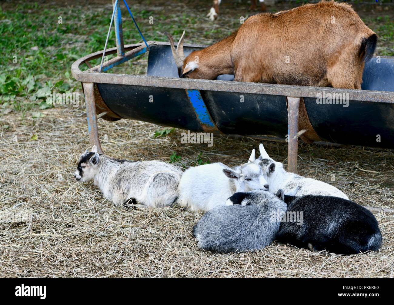 Goats in enclosed fence hi-res stock photography and images - Alamy