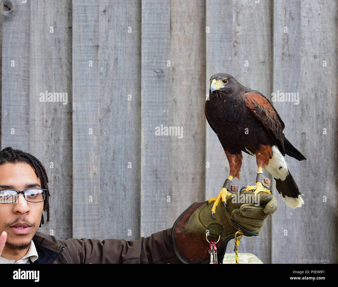 Male harris hawk hi-res stock photography and images - Alamy
