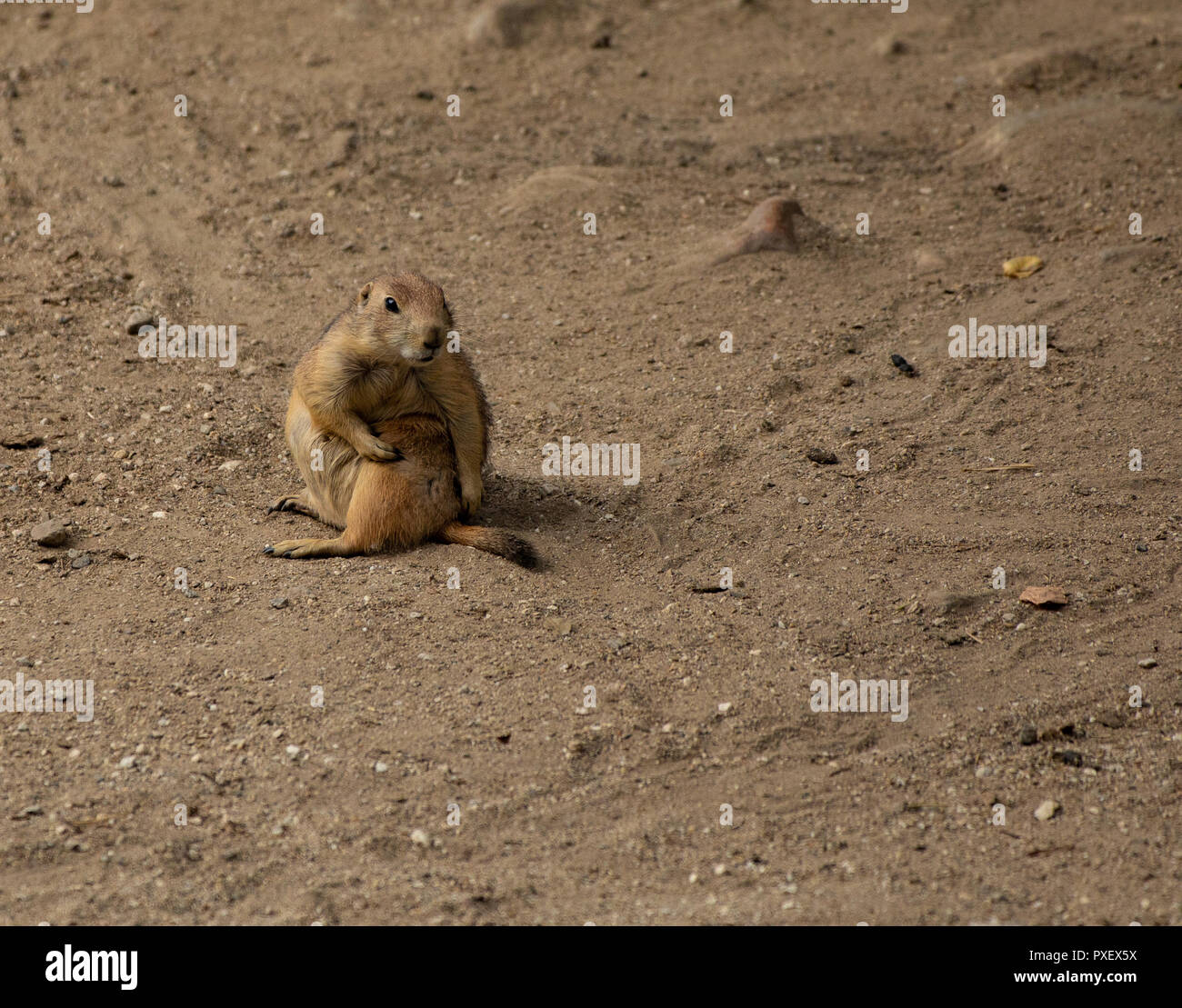 Prarie dogs hi-res stock photography and images - Alamy