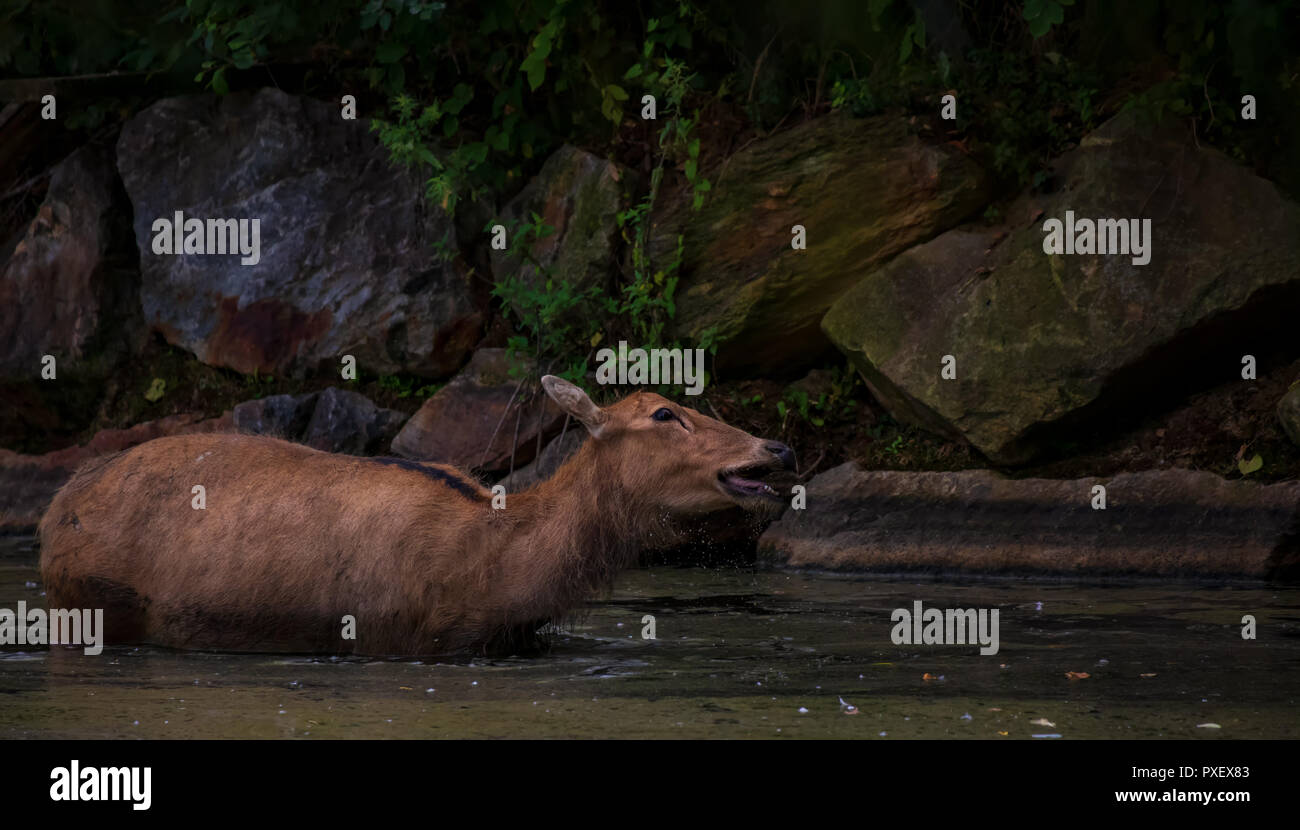 deer in water Stock Photo - Alamy