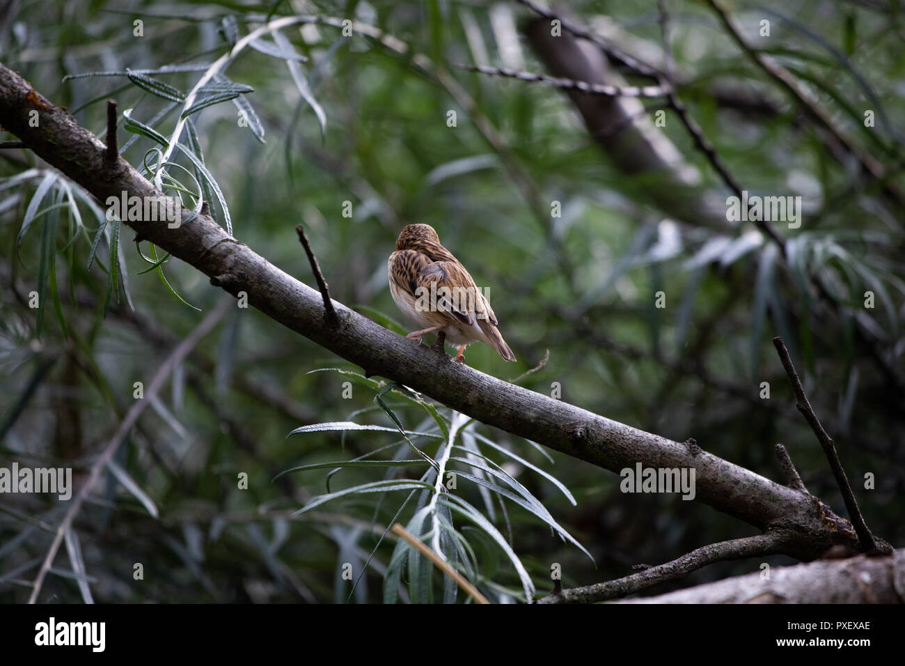 Little barbet hi-res stock photography and images - Alamy
