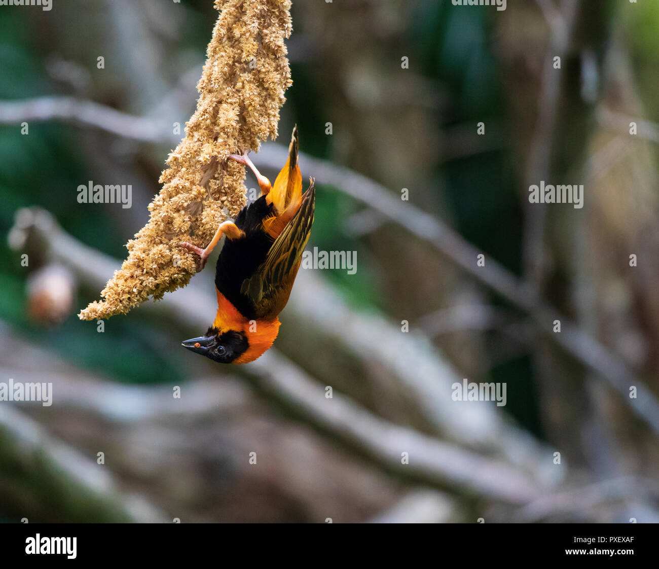 little Bird on a Tree Stock Photo - Alamy
