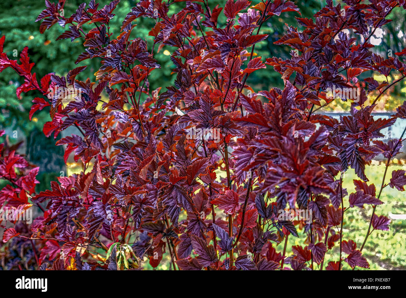 Bright purple autumn leaves. Brightly colored maple leaves during ...