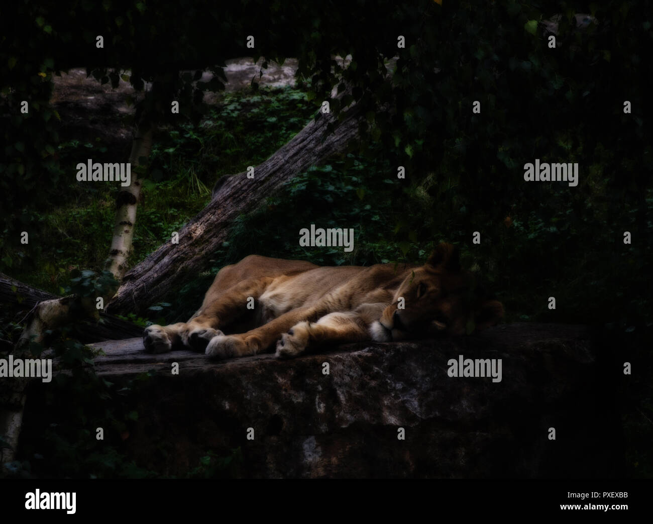 Lion Sleeping Zoo High Resolution Stock Photography and Images - Alamy