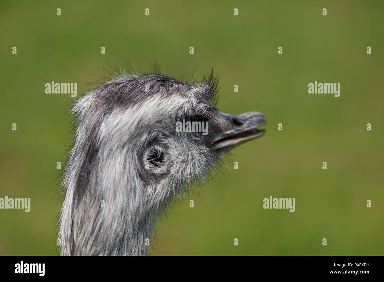 Portrait of Australian Emu head with green background Stock Photo - Alamy