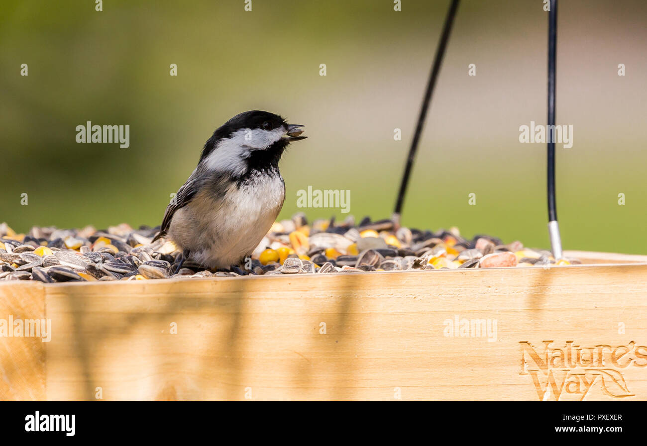 Finch Eating in Bird Feeder Stock Photo - Alamy