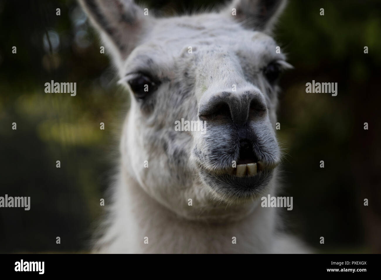 Alpaca portrait close view hi-res stock photography and images - Alamy