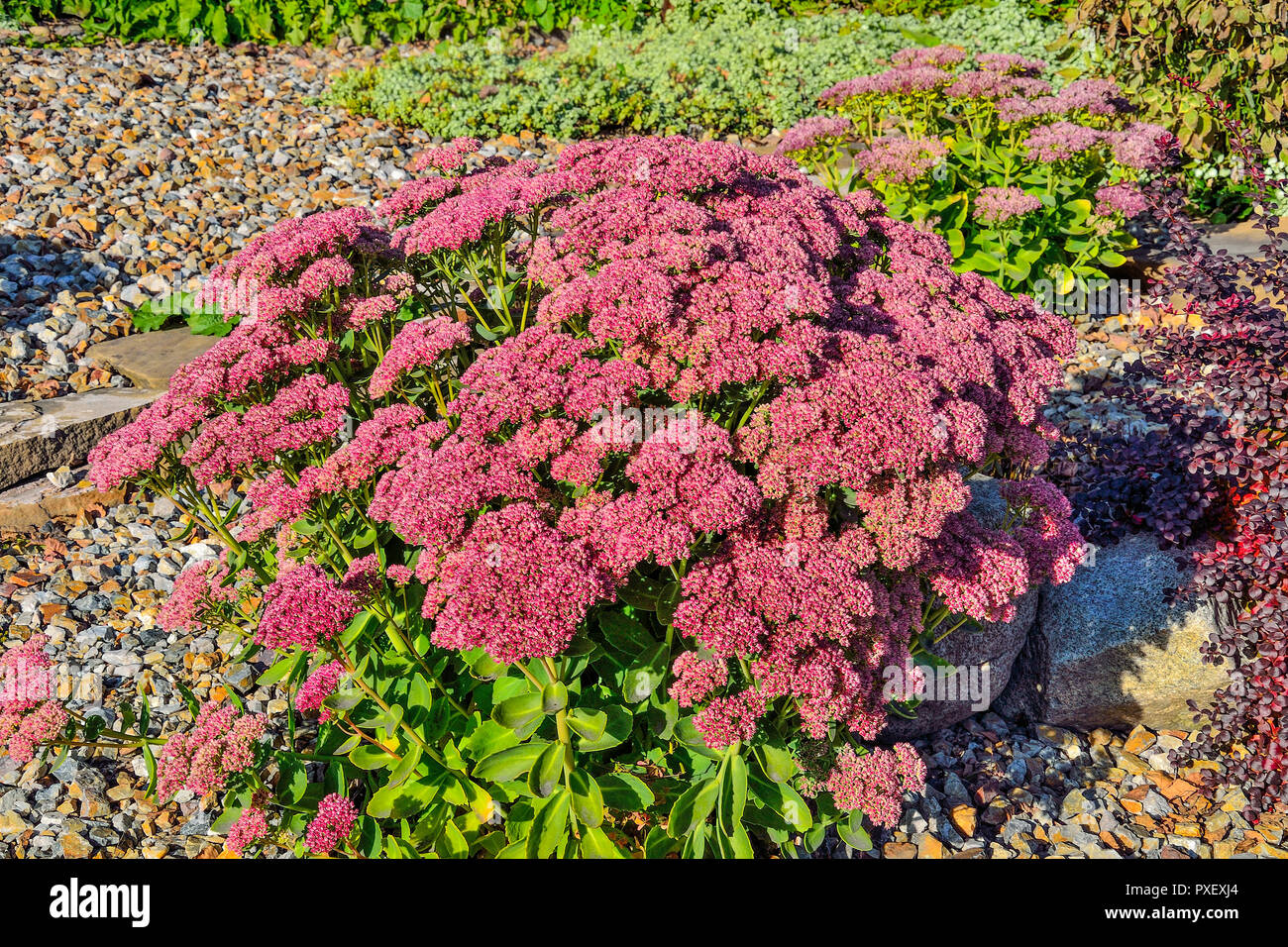 Sedum flowers hi-res stock photography and images - Alamy