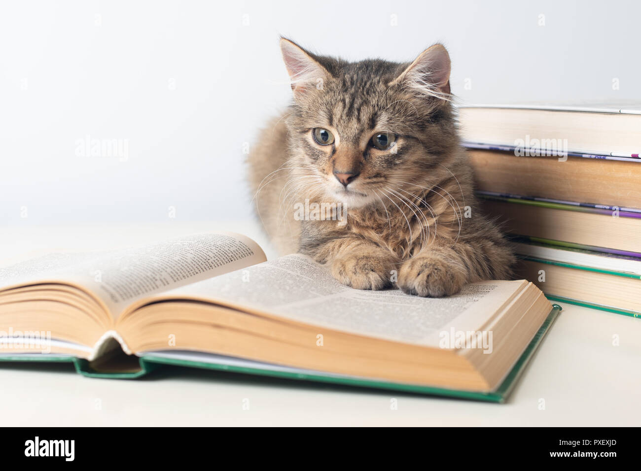 Cute little kitten lying with books on white background Stock Photo - Alamy
