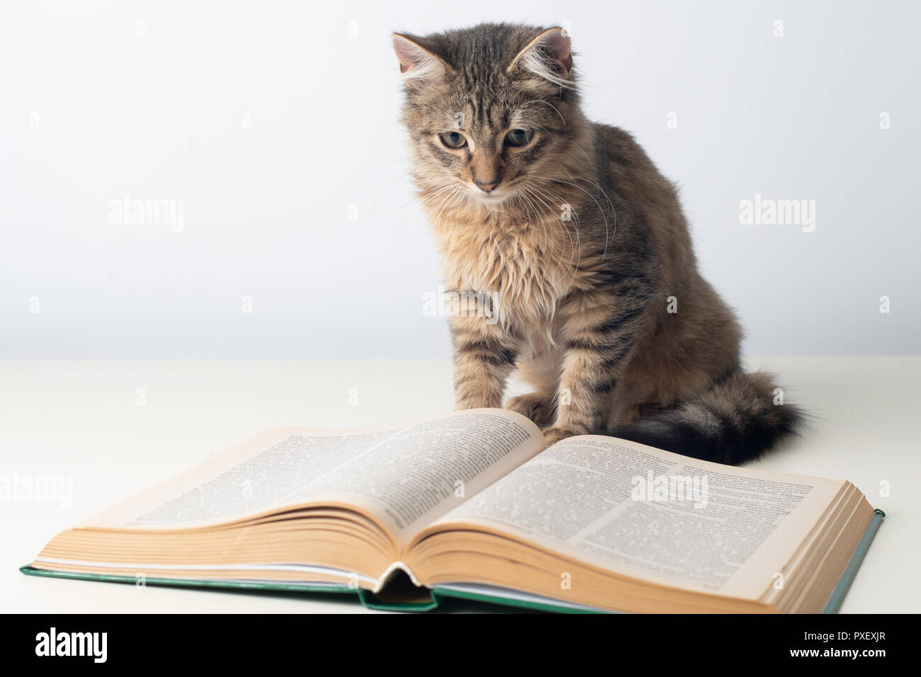 Cute little kitten reading books on white background sitting Stock ...