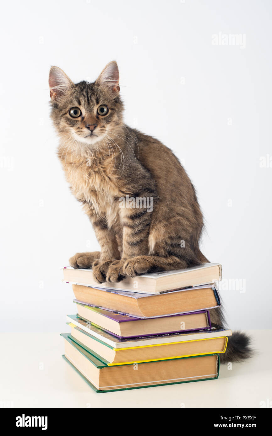Cute little kitten with books on white background sitting on pile Stock ...