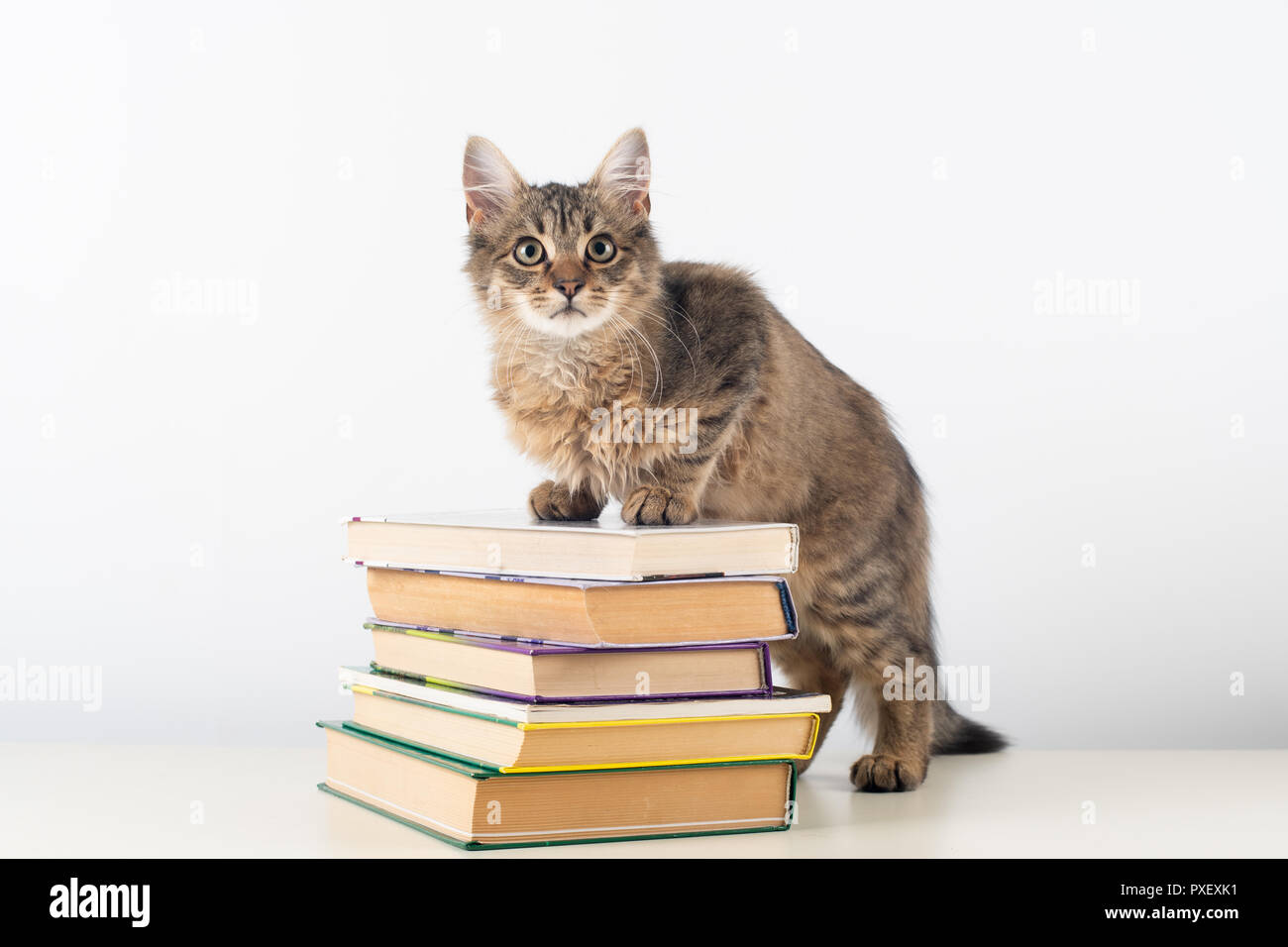 Cute little kitten with books on white background sitting on pile Stock ...