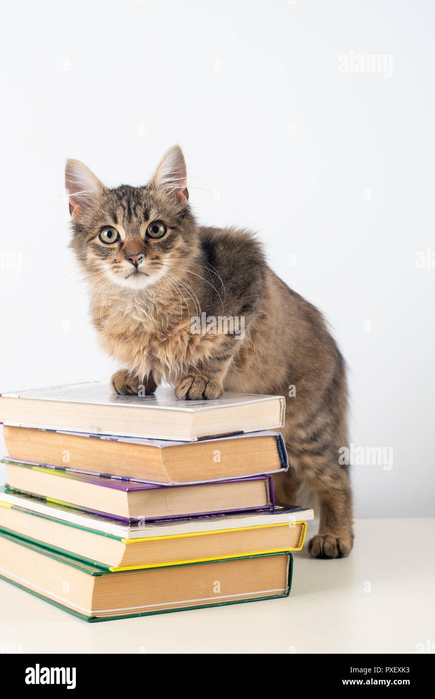 Cute little kitten with books on white background sitting on pile Stock ...