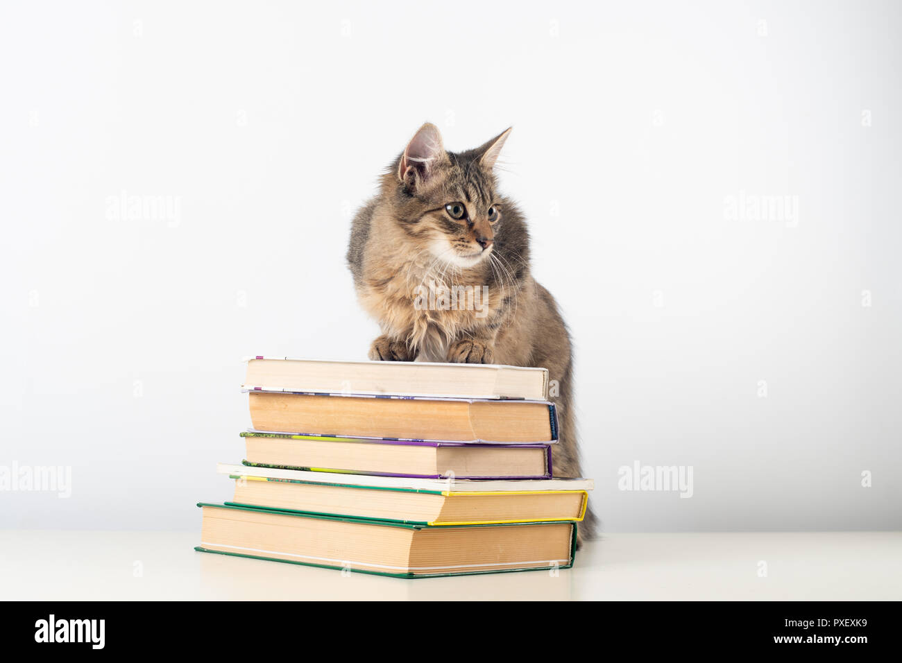 Cute little kitten with books on white background sitting on pile Stock ...