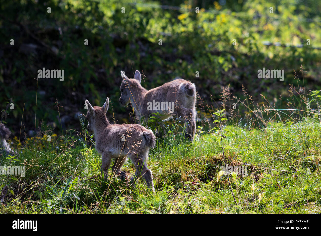Female capricorn alpine ibex with baby Stock Photo - Alamy