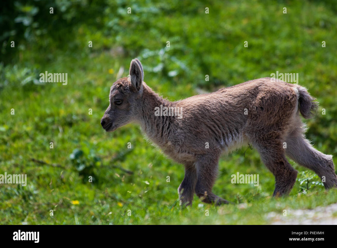 Female capricorn alpine ibex with baby Stock Photo - Alamy