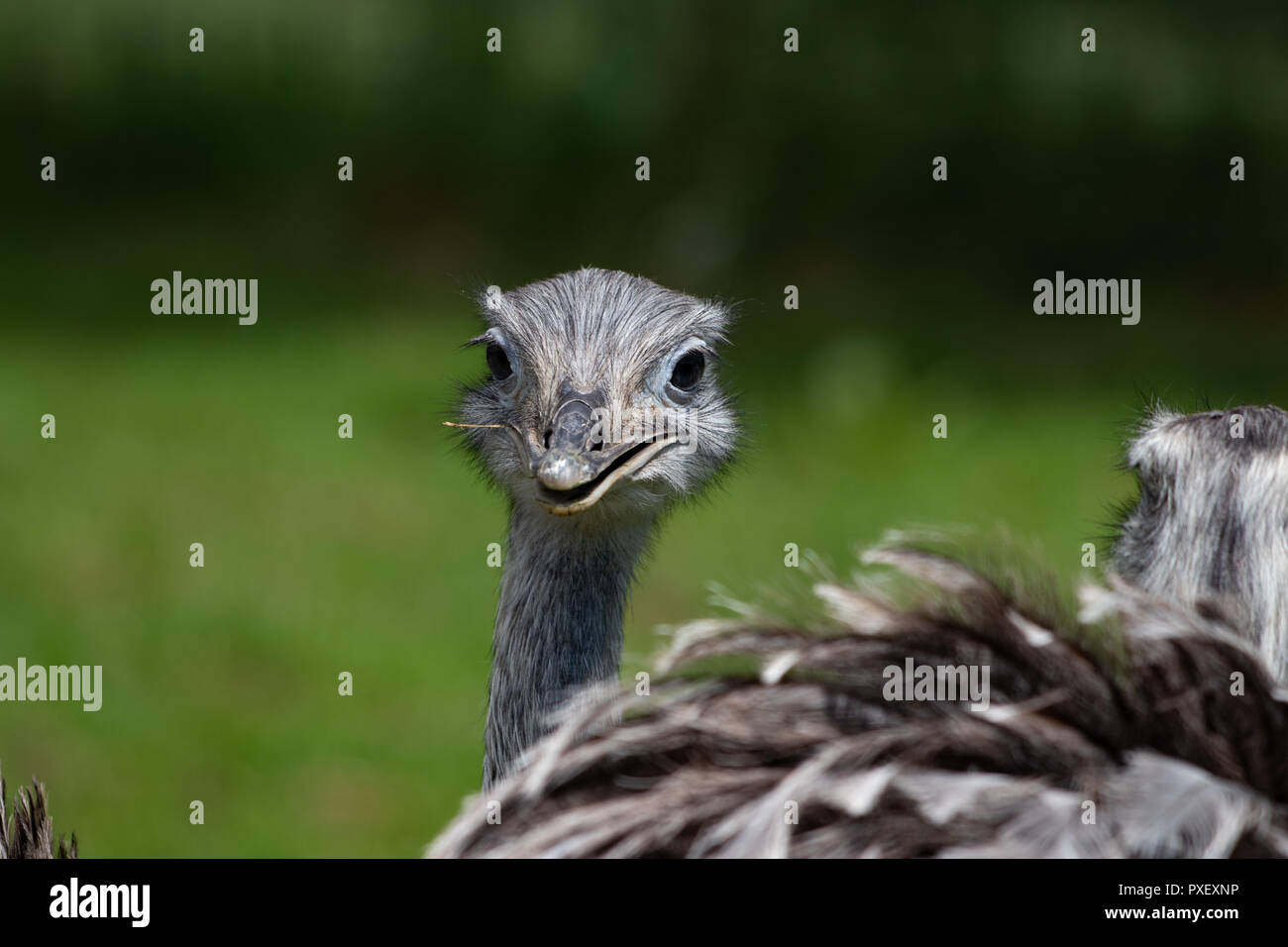 Portrait of Australian Emu head with green background Stock Photo - Alamy